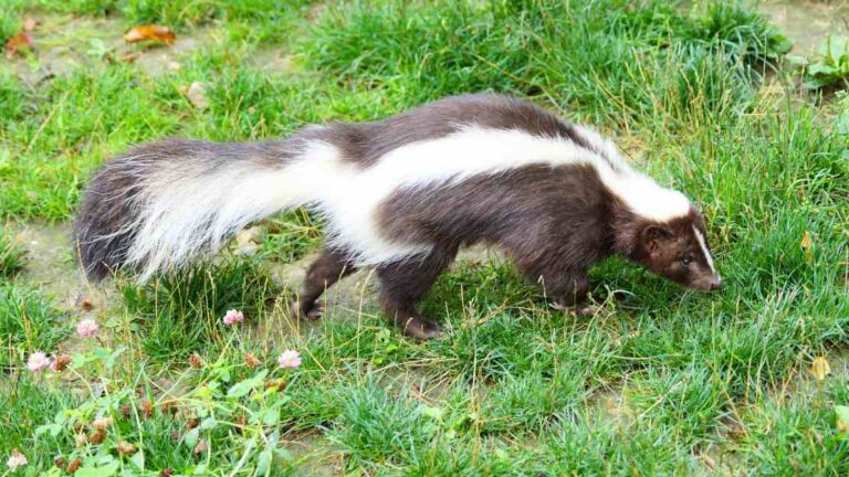 180+ Popular, Cute, & Unique Skunk Names (2026)