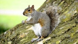 300+ Catchy Squirrel Names: Famous and Funny Choices