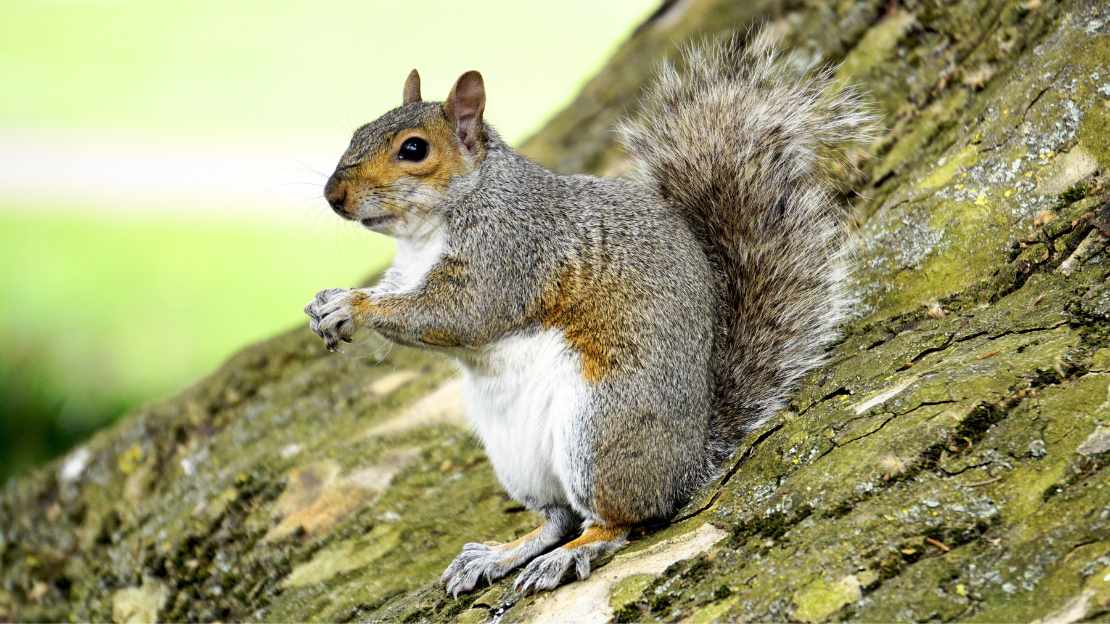 300+ Catchy Squirrel Names: Famous and Funny Choices