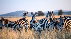 100+ Unique Zebra Names for Your Striped Friend (2026)