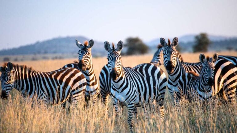 100+ Unique Zebra Names for Your Striped Friend (2025)