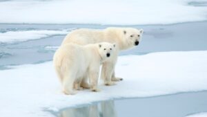 150+ Bear Names With Cute, Fluffy, and Famous Choices