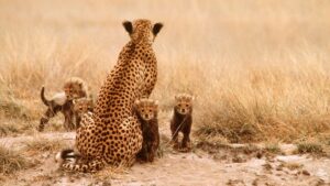 180+ Cool Cheetah Names Inspired by Culture, Myth, & Traits