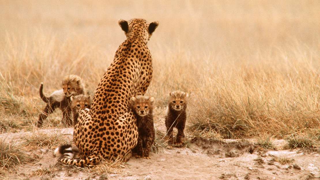 180+ Cool Cheetah Names Inspired by Culture, Myth, & Traits