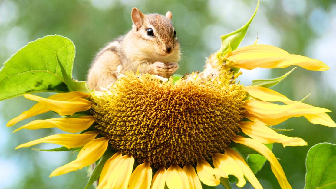 200+ Chipmunk Names: Cute, Cool & Funny Suggestions