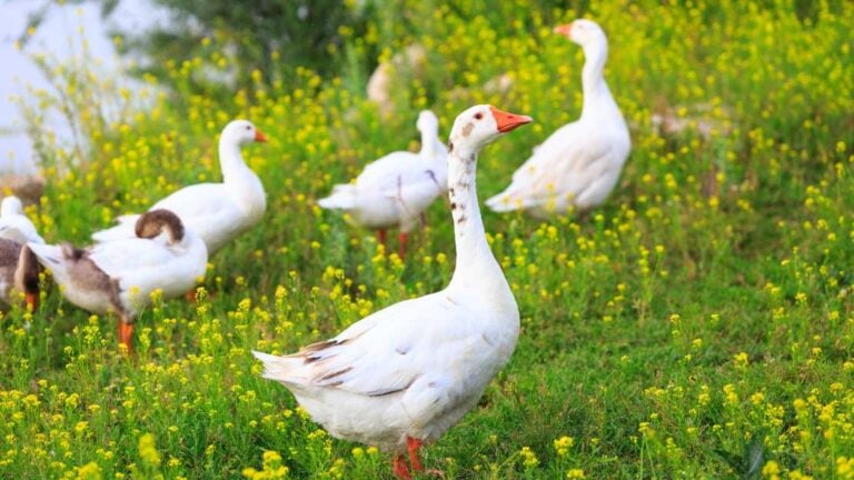 235+ Adorable Goose Names: Unique, Funny & Cute Choices