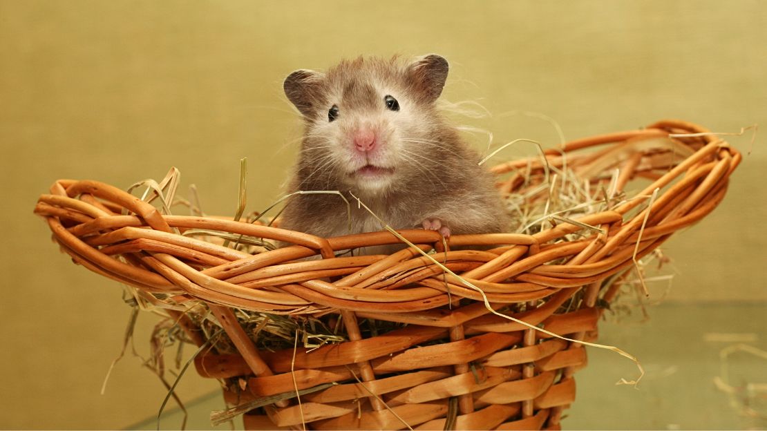 315+ Hamster Names with Cool, Funny, and Unique Choices