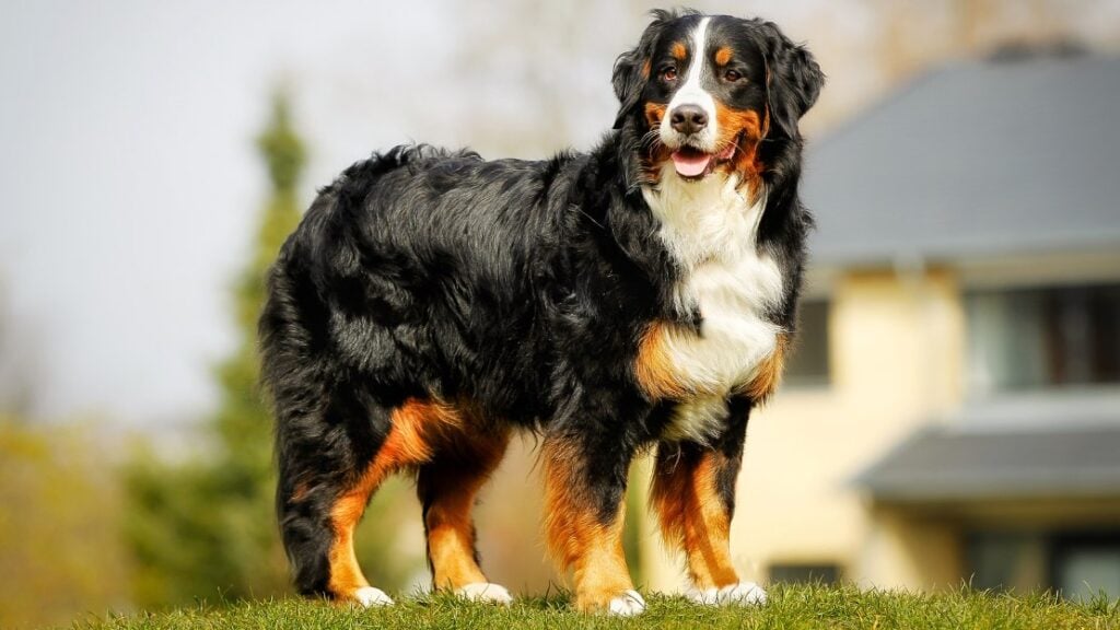 Human Names for Dogs: 250+ Charming, Classic & Modern Human Names ...