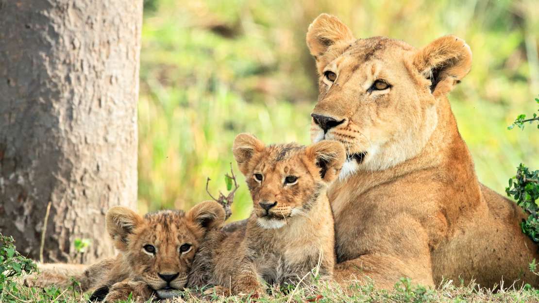 300+ Strong Lioness Names: Funny, Mythical, & More