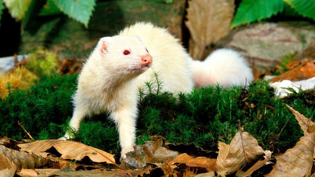 300+ Fantastic Ferret Names: Cute, Funny & Awesome Choices