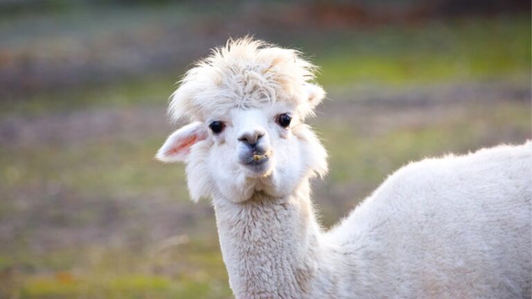 250+ Alpaca Names: Cute, Funny, Cool, and More to Explore