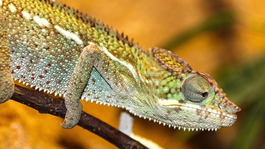 230+ Popular, Cute, Funny & Unique Chameleon Names