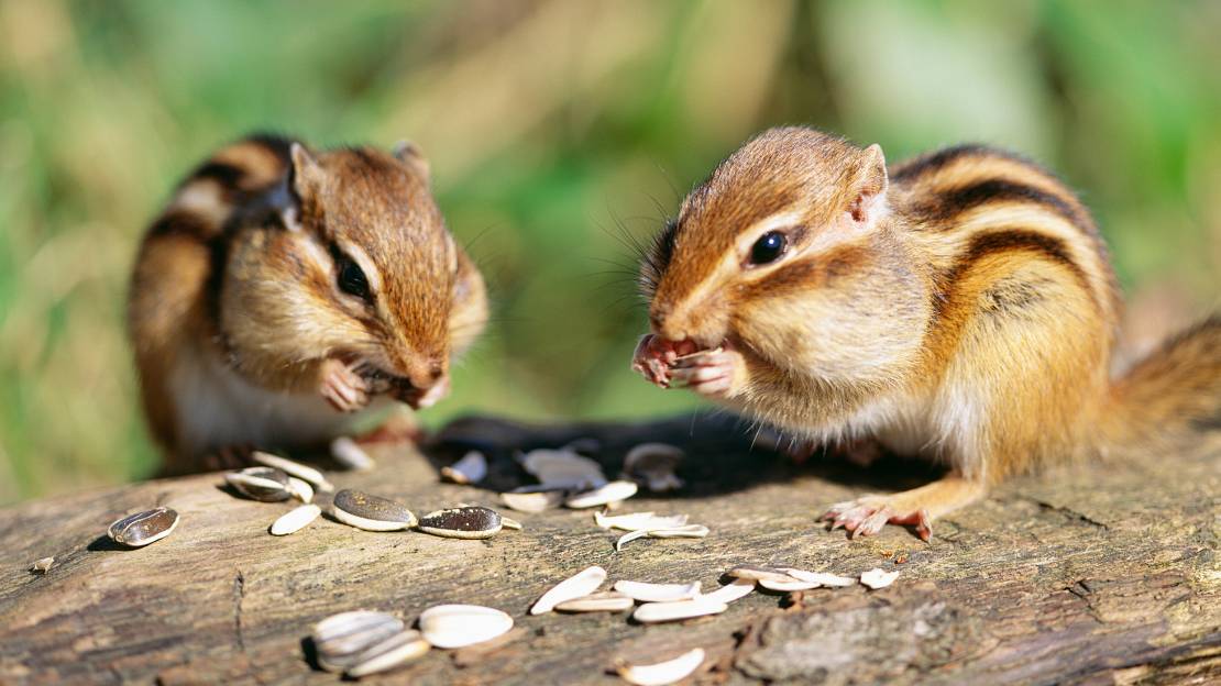 200+ Chipmunk Names: Cute, Cool & Funny Suggestions