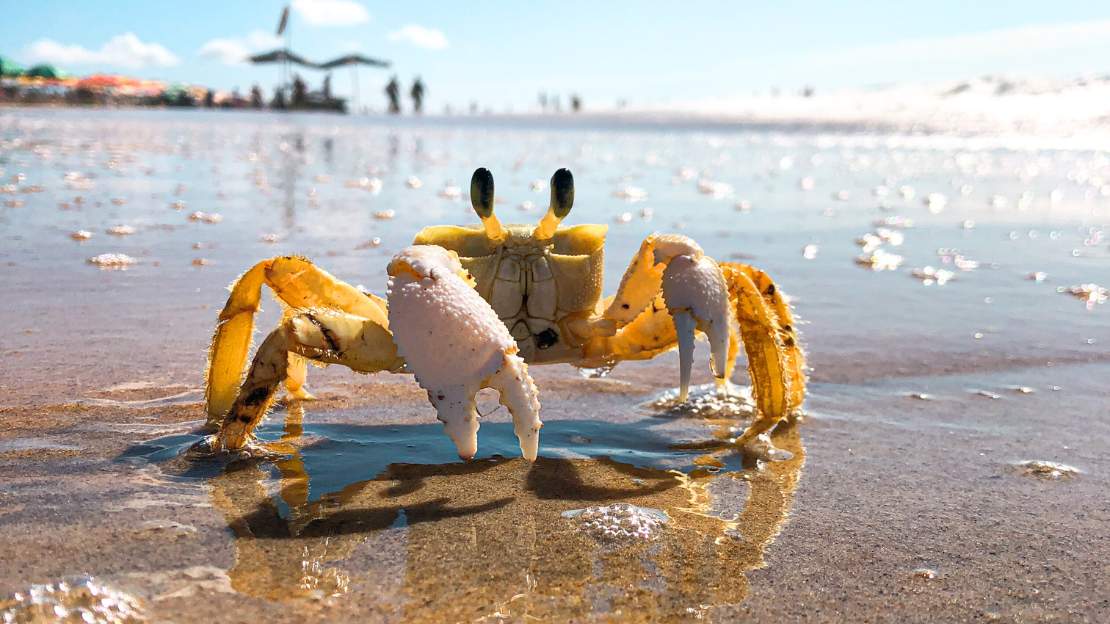 350+ Crab Names With Popular, Famous, and Cute Choices