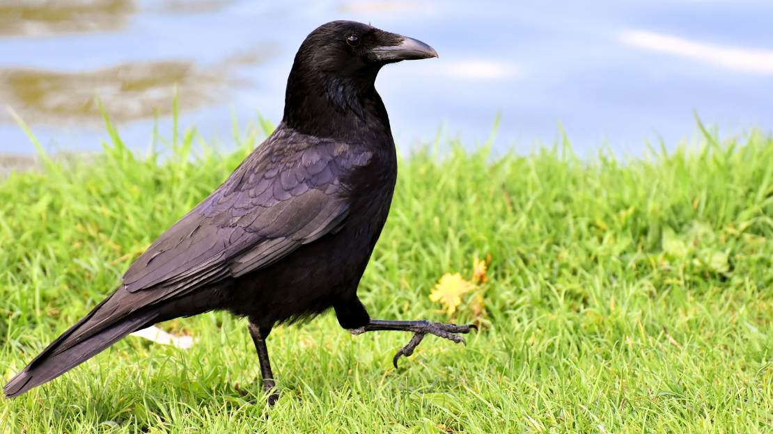 170+ Catchy Crow Names: Cute, Mythical & Famous Choices