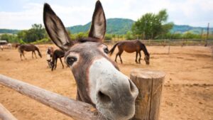 250+ Donkey Names with Cute, Funny, and Popular Options