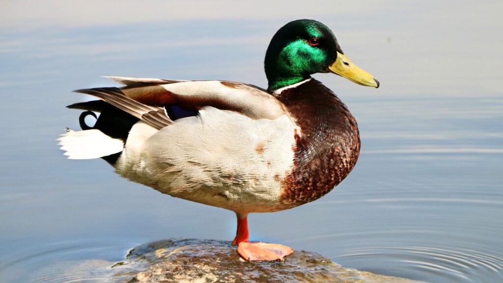400+ Superb Duck Names: Funny, Adorable, and Famous Ones
