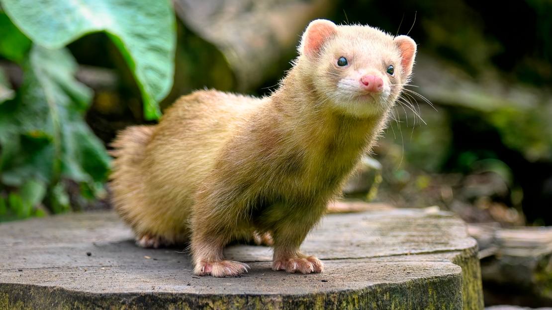 300+ Fantastic Ferret Names: Cute, Funny & Awesome Choices