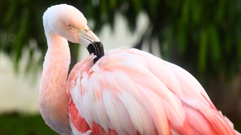 300+ Flamingo Names to Praise Their Flaming Beauty & Charm