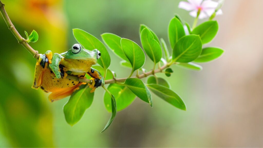 220+ Frog Names: Cute, Funny, & Unique Ideas