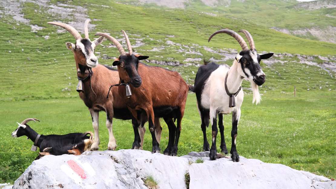 270+ Cool Goat Names: Funny, Cute & Unique Suggestions