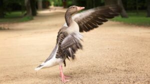 235+ Adorable Goose Names: Unique, Funny & Cute Choices