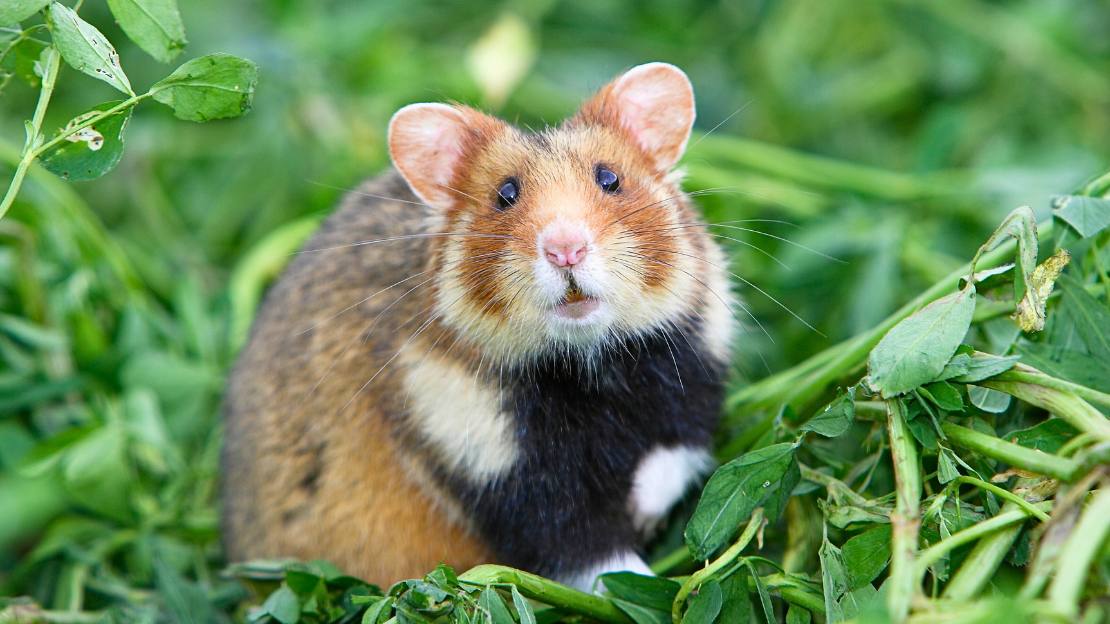 315+ Hamster Names with Cool, Funny, and Unique Choices