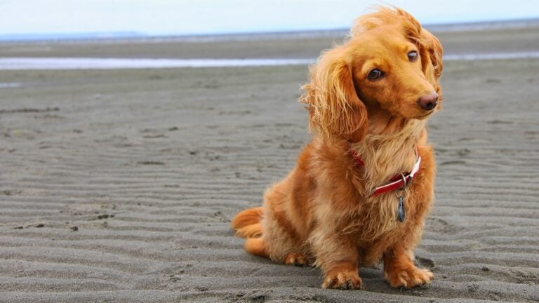 Human Names for Dogs: 250+ Charming, Classic & Modern Human Names ...