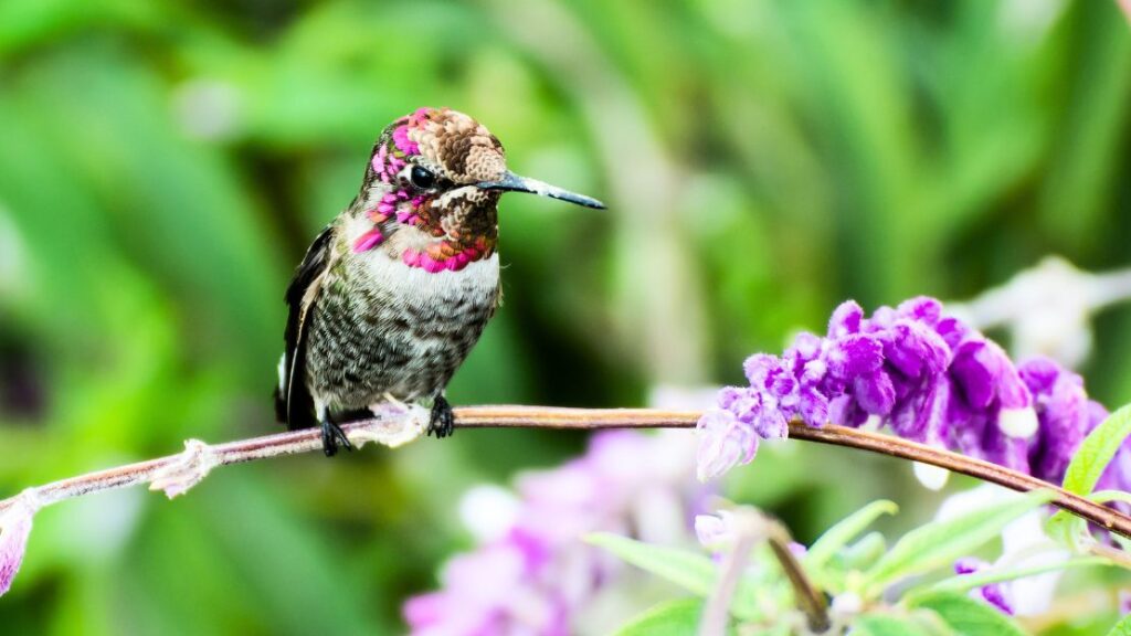 300+ Hummingbird Names That Are Unique, Funny & Cute