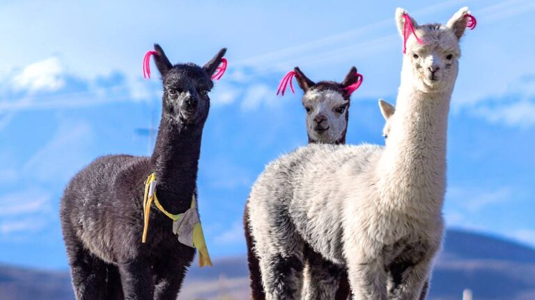 240+ Best Llama Names: Cute, Funny and Unique Name Ideas