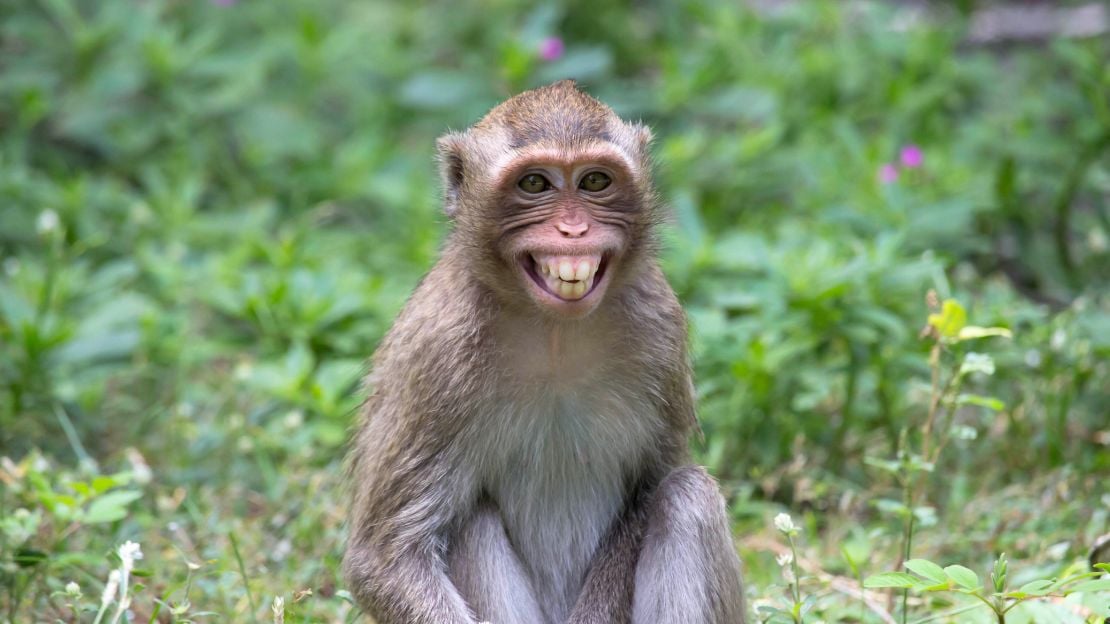 150+ Catchy Monkey Names: Top Picks for Your Playful Buddy