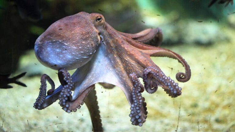 130+ Catchy, Popular & Cute Octopus Names (2026)