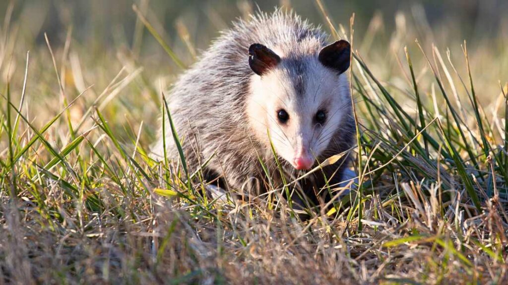 250+ Opossum Names: Funny, Cute, Famous, and Scientific-Inspired