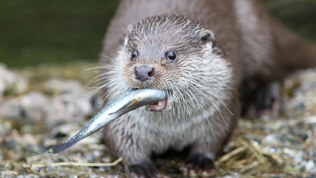 250+ Catchy Otter Names with Famous, and Unique Options