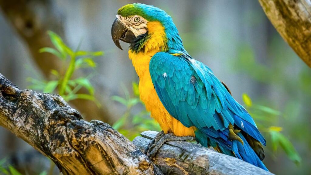 370+ Parrot Names: Cute, Funny, Cool, Exotic, and More