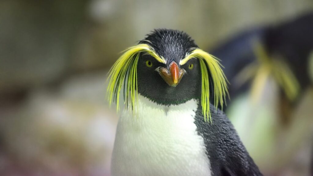 350+ Penguin Names with Funny, Adorable & Famous Options