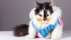 150+ Best Duo Names for Pets: Funny, Unique & Creative