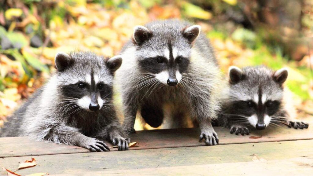 90+ Funny Raccoon Names For Your Mischievous Little Friend