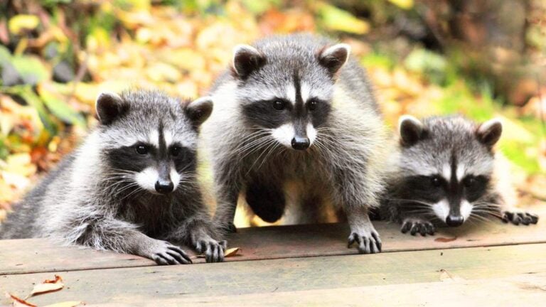 90+ Funny Raccoon Names For Your Mischievous Little Friend