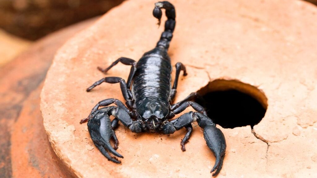 290+ Scorpion Names That Exude Coolness & Legendary Vibes