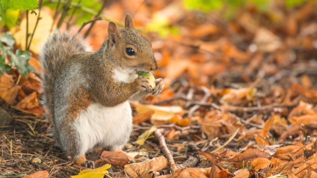 300+ Catchy Squirrel Names: Famous and Funny Choices