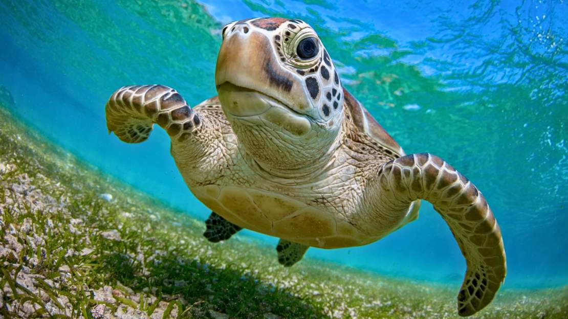 340+ Tortoise Names (with Turtles): Cute, Funny, Unisex, Weird, and More