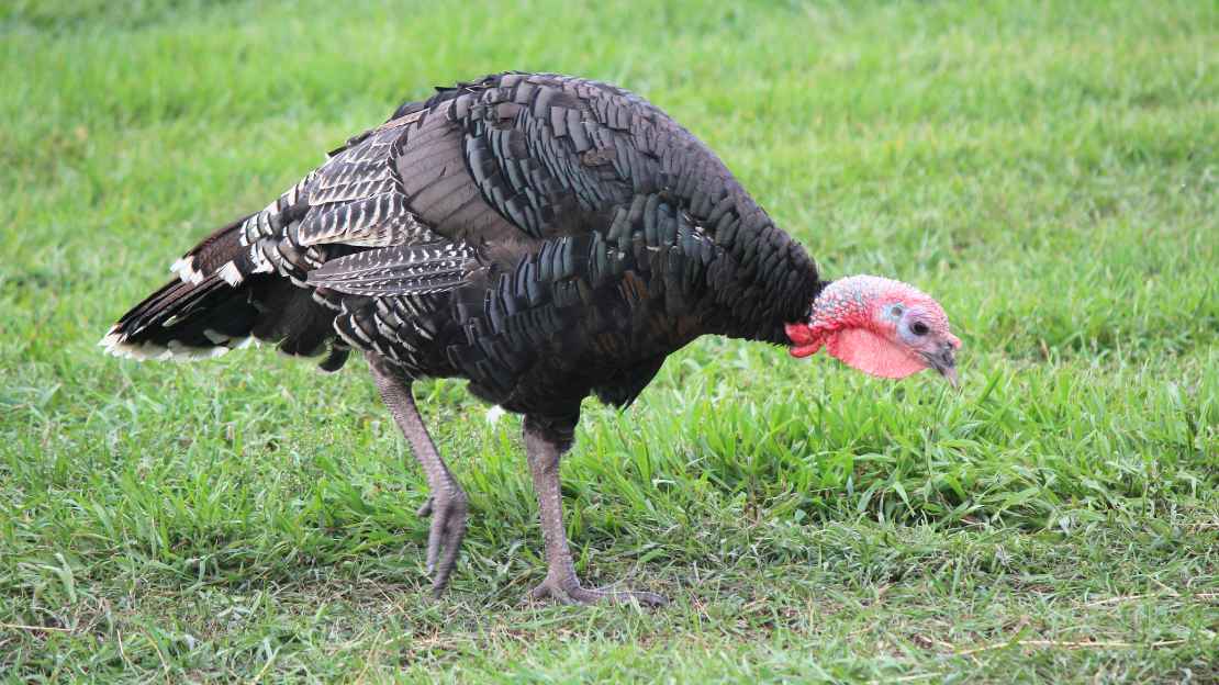 300+ Turkey Names: Popular, Funny, and Famous Choices