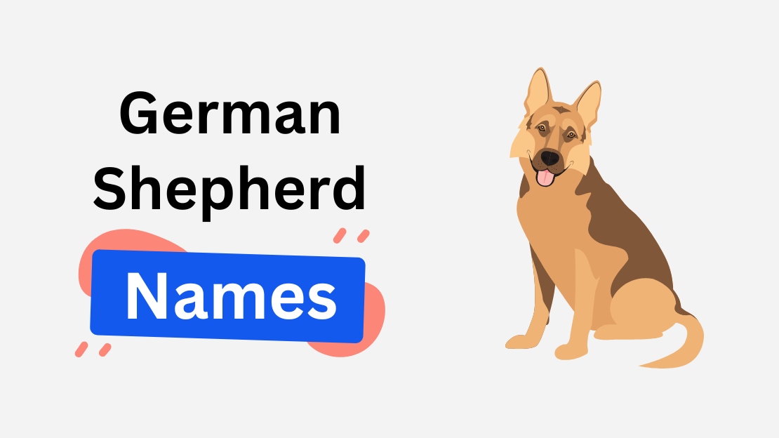 200+ German Shepherd Names to Honor Their Loyalty (2025)