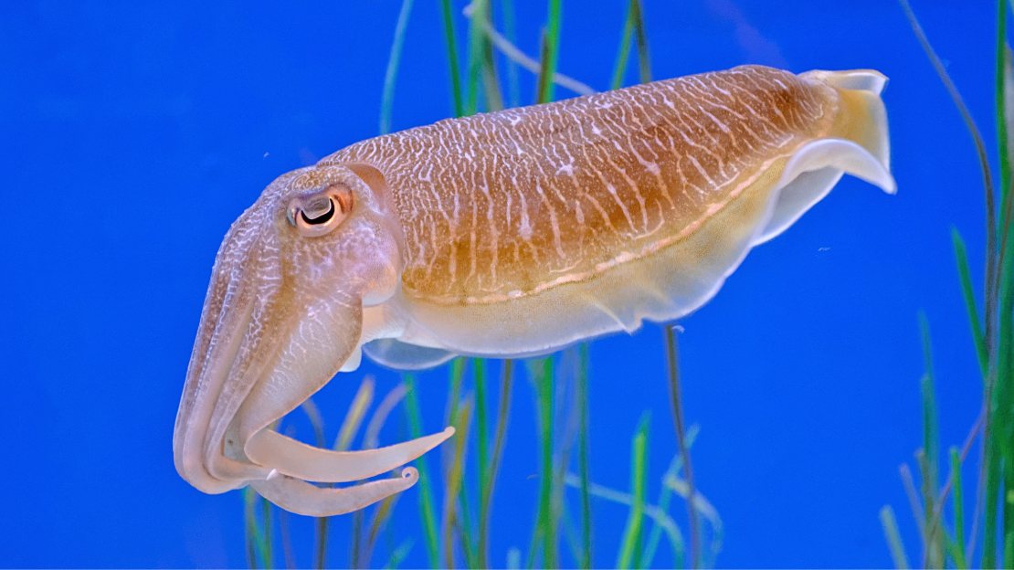 322+ Squid Names in Cute, Funny, Famous, and Unique Categories