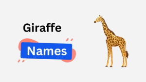250+ Giraffe Names That Sound Cute, Funny and Unique (2025)