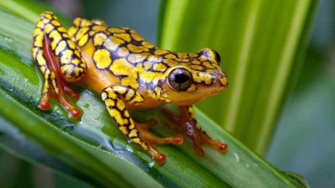 220+ Frog Names: Cute, Funny, & Unique Ideas