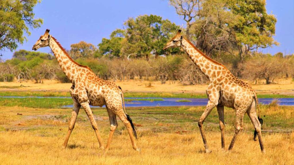 250+ Giraffe Names That Sound Cute, Funny and Unique (2025)