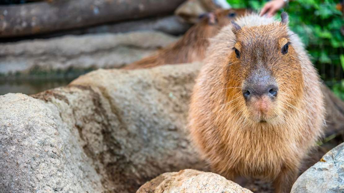 350+ Capybara Names with Cute, Famous, and Pun Options