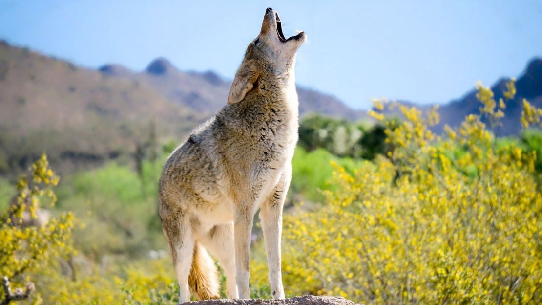 250+ Coyote Names in Cute and Nature-Inspired Categories